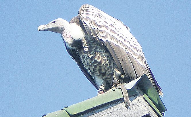 Kurzemē apmeties eksotisks putns - baltgalvas grifs - nra.lv