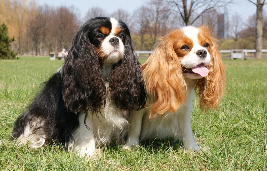 Piemīlīgais kavalieris - spaniels - nra.lv