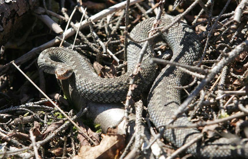 Odzes sāk uzdarboties - nra.lv