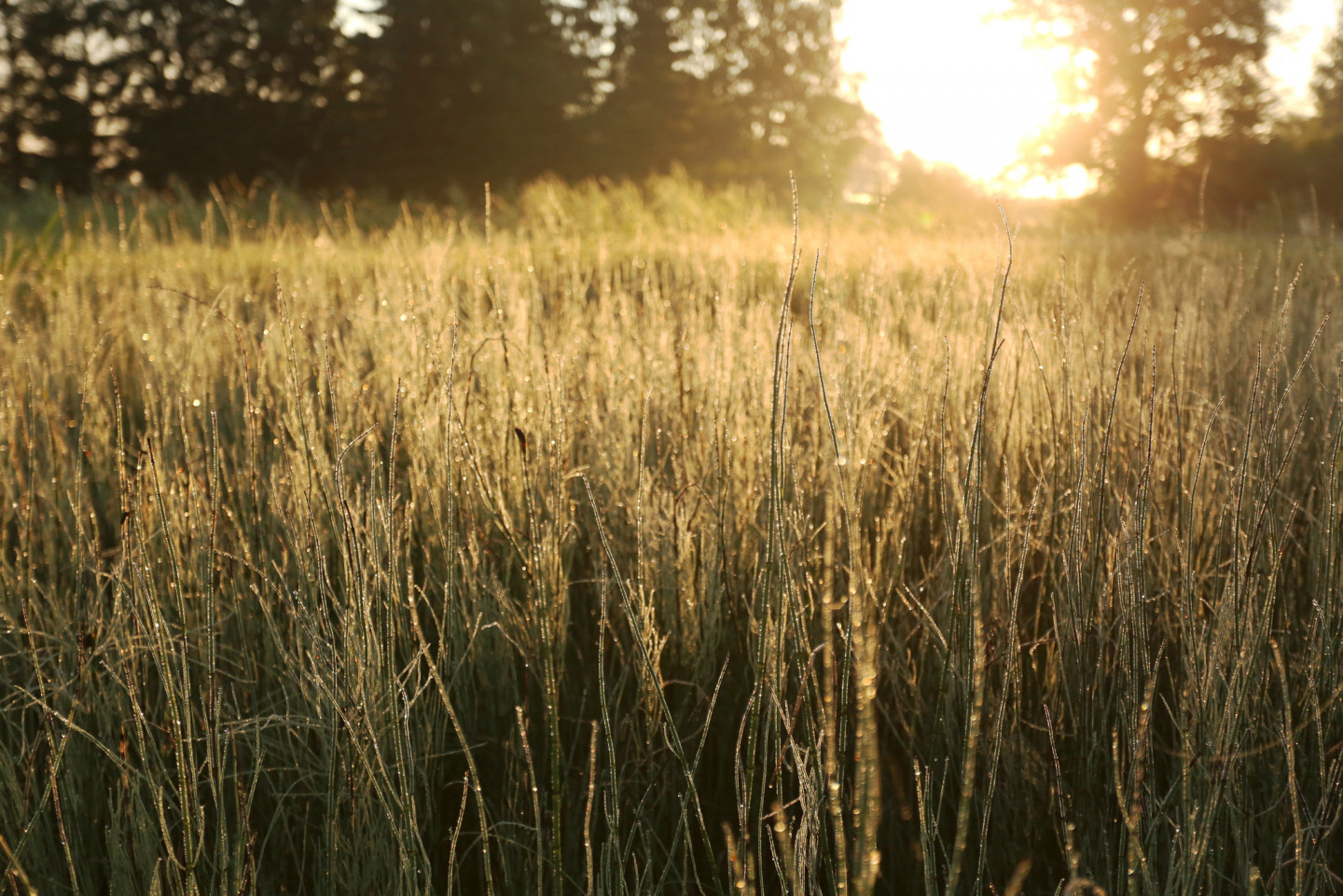 Jāņu dienas rītā mute rasā jāmazgā - nra.lv
