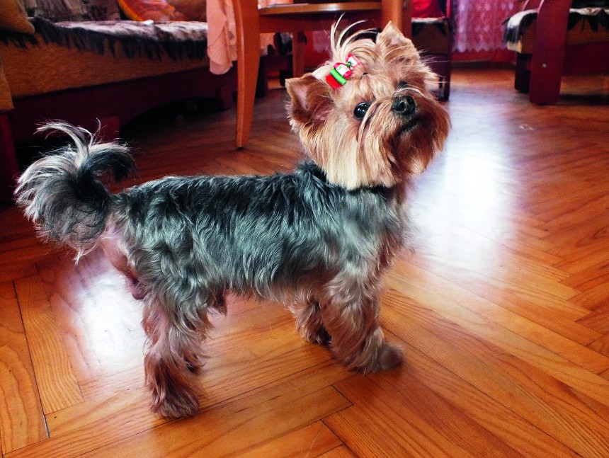 MĀJAS MĪLULIS: Spurainais bučmūlītis jorks - nra.lv