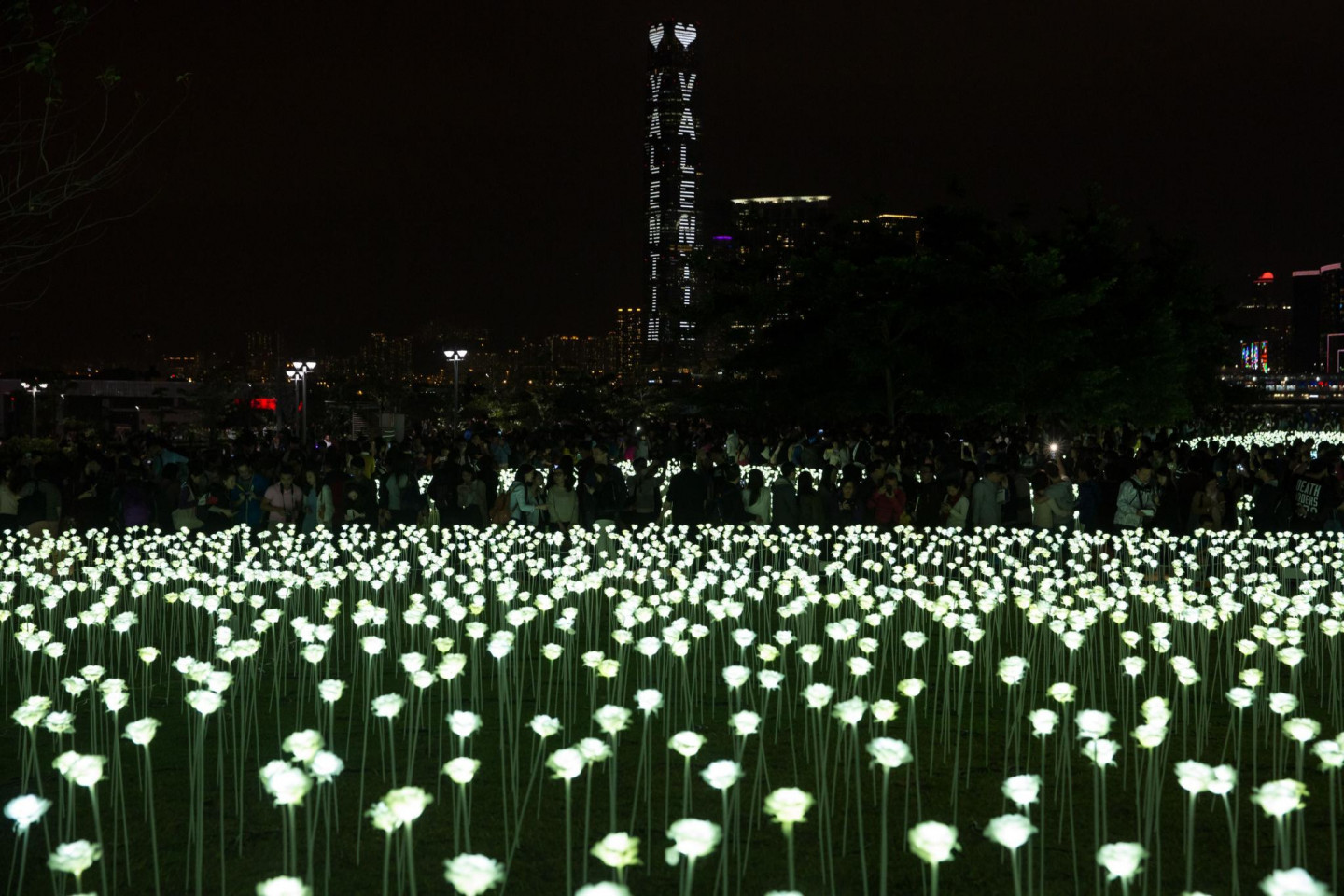 Apbrīnojams skaistums- Honkongu rotā 25 000 baltas rozes - nra.lv