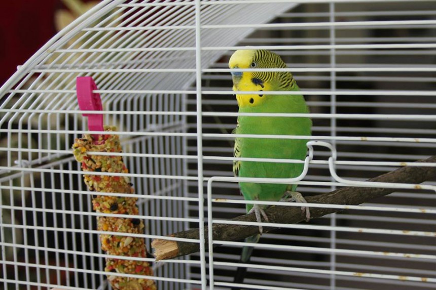 Rīgas dzīvnieku patversmē "Dzīvnieku Draugs" pieklīdis papagailis - nra.lv