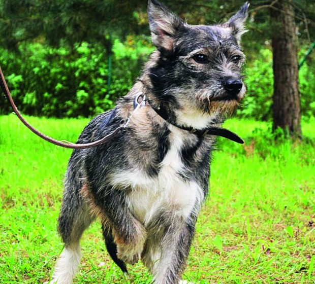 PATVERSMES NOVĒROJUMS: Pagrīdes suņu vairotāji sakropļo dzīvnieku ...