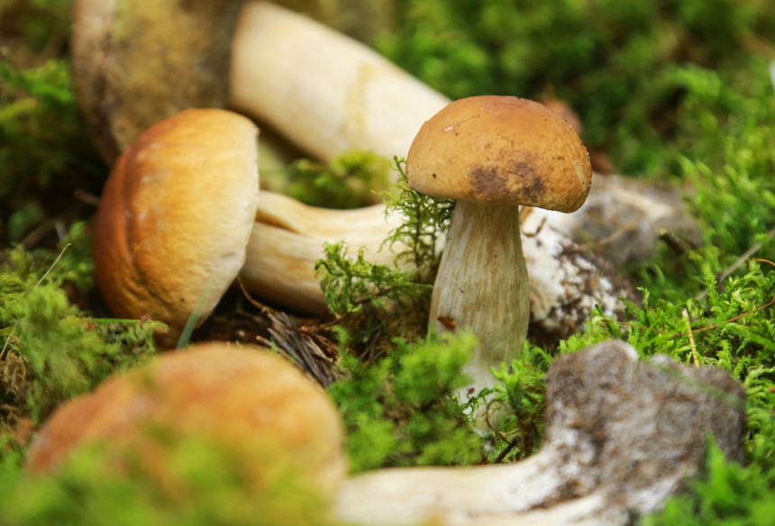 Aicina piedalīties rudens sēņu ekspedīcijā - nra.lv
