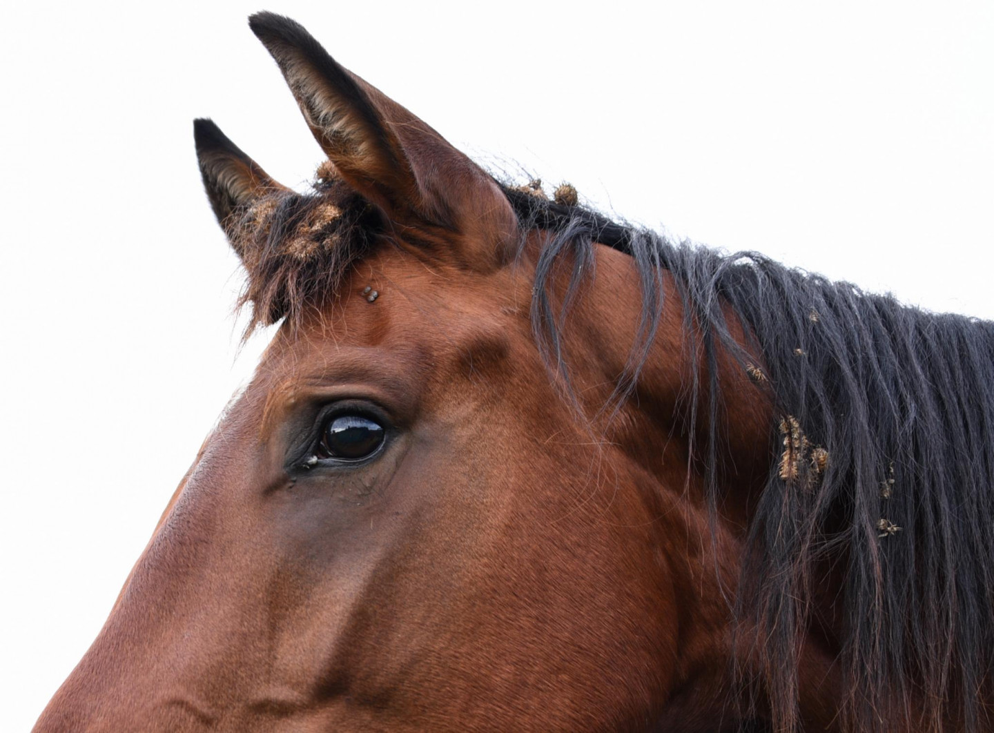 Vētras laikā uz "Tallink" prāmja gājuši bojā sporta zirgi - nra.lv