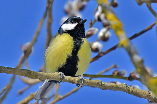 Daba mostas: pavasara gājputni Ziemeļkurzemē - Foto - nra.lv