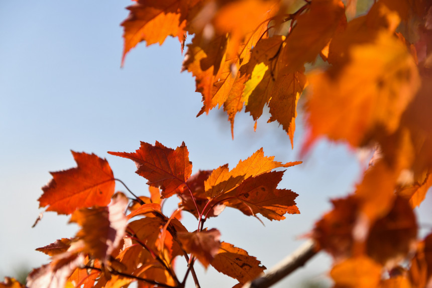 Rīt gaidāma neierasti silta rudens diena - nra.lv