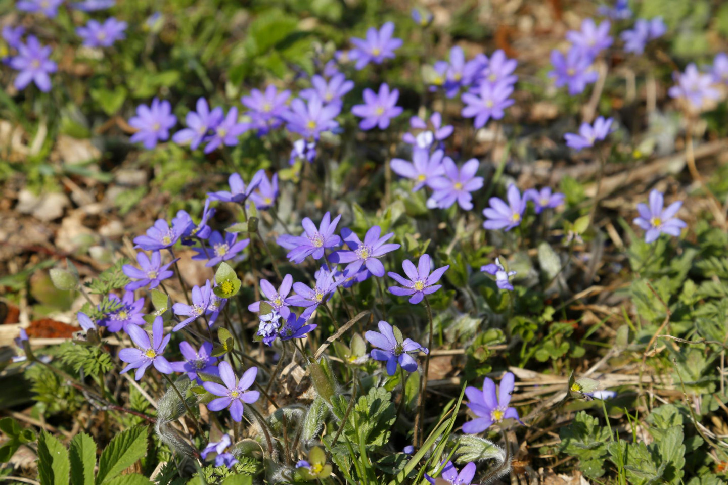 Sestdiena būs pēdējā siltā diena pirms gaidāmā aukstuma viļņa - nra.lv