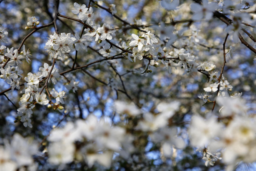 Daba mostas: ar ziediem pavasaris sācies arī Latvijā - Foto - nra.lv