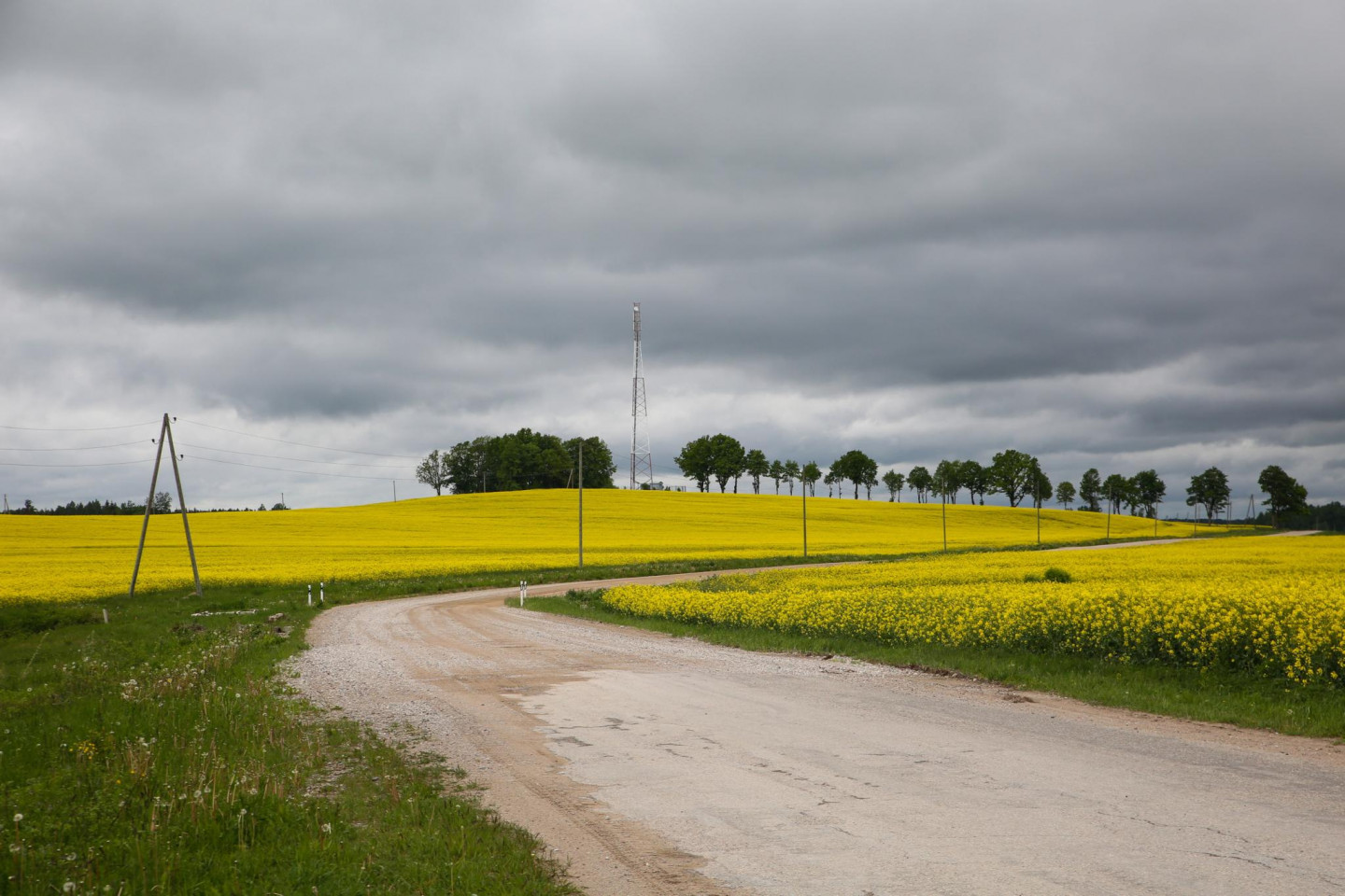 Lauksaimnieki: pērn visienesīgāk bija audzēt kviešus un ziemas rapšus ...