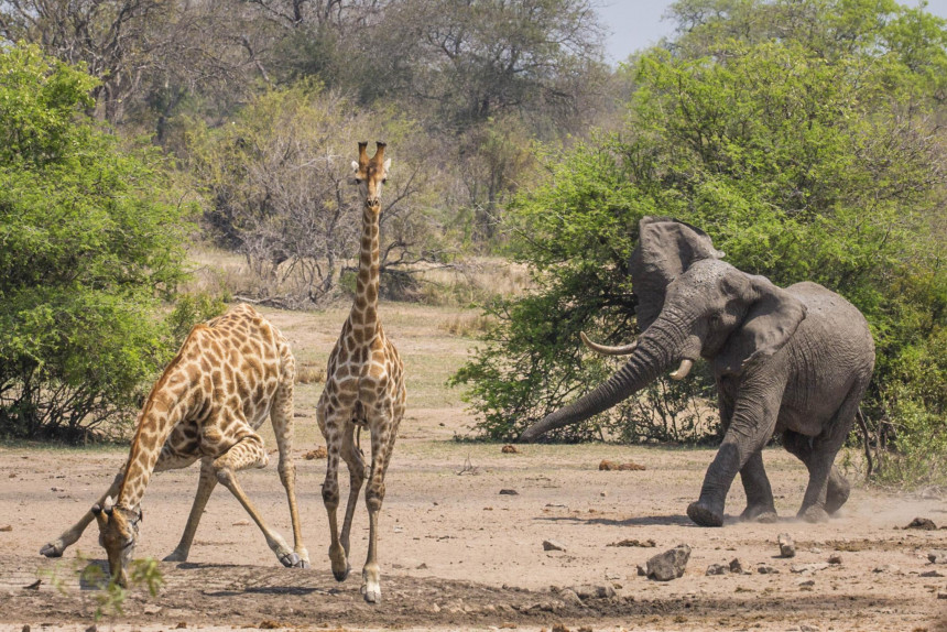 Amizanti kadri! Zilonis izdzenā žirafes, kuras grib padzerties pie viņa ...