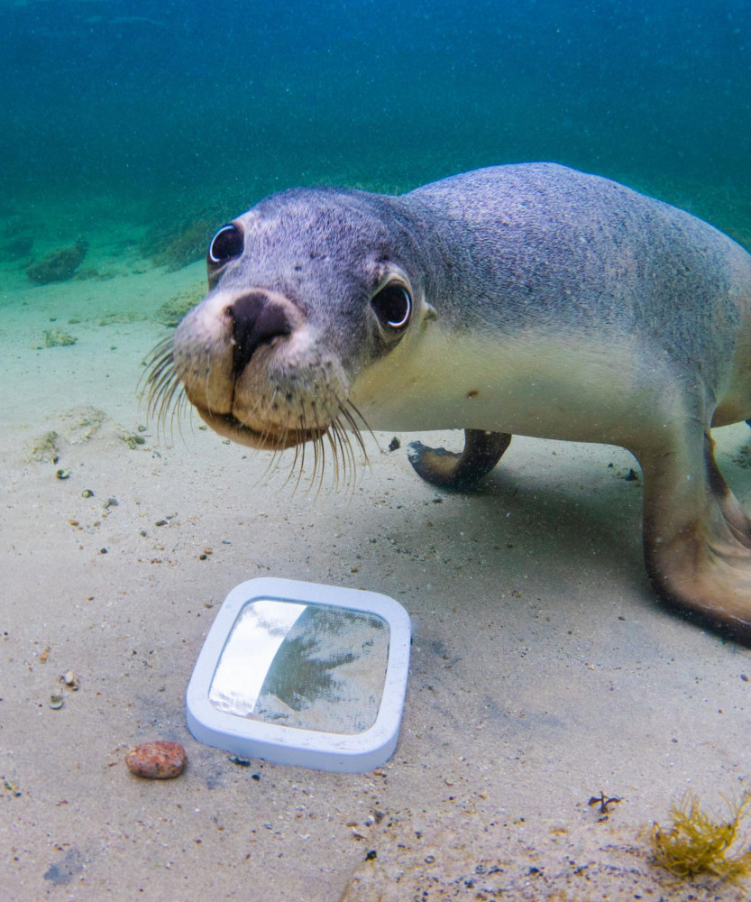 Jūras lauva pārsteigta par savu atspulgu spogulī - Foto - nra.lv