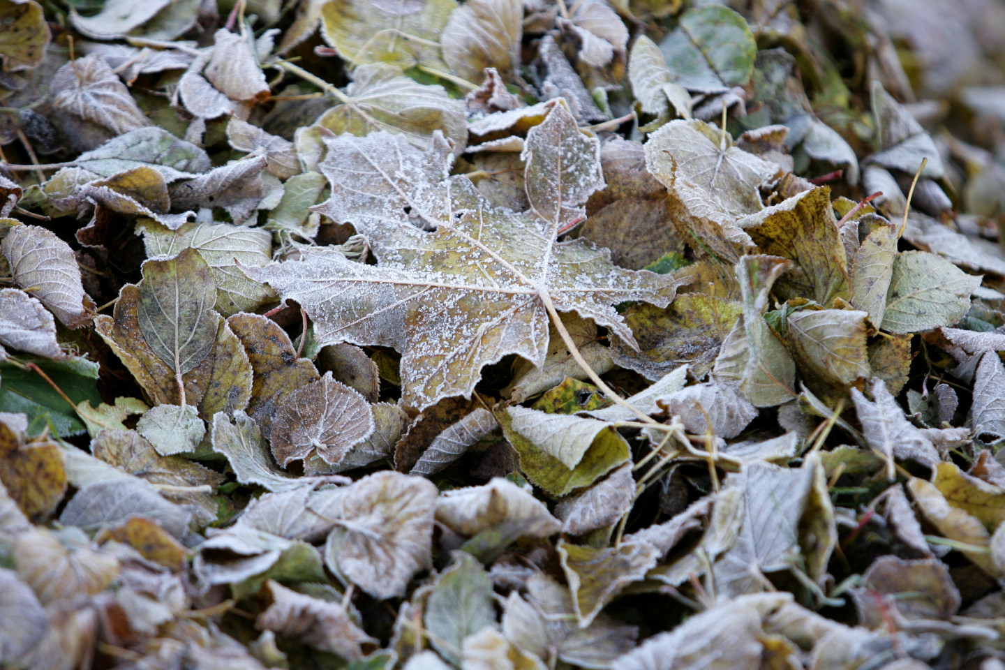 Naktīs būs mīnusi! Nākamnedēļ sākas astronomiskais rudens - nra.lv