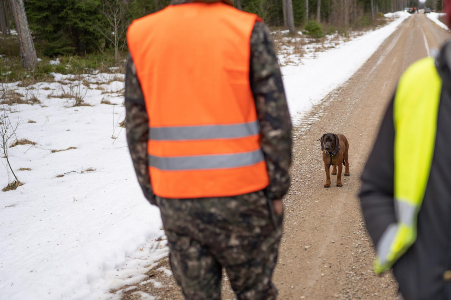 Eiropas Savienības mitrājos medībās aizliegts izmantot svina skrotis ...