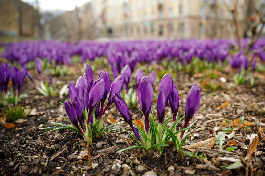 Laika prognoze: piektdien sinoptiķi sola vairāk saules - nra.lv