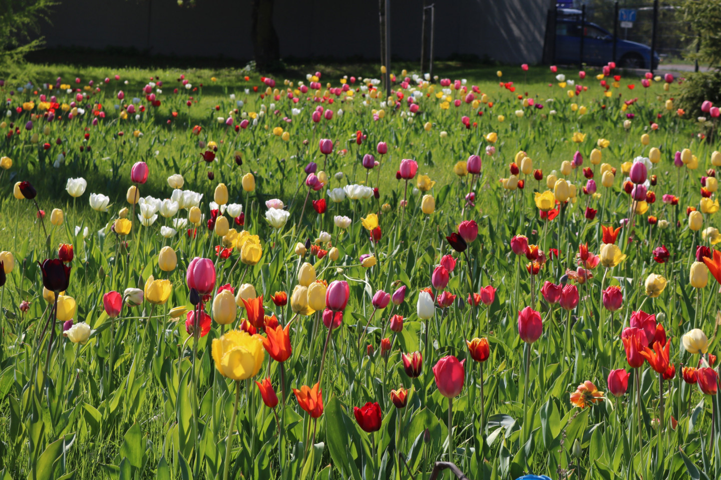 FOTO: Rīgas psihiatrijas un narkoloģijas centra dārzā uzziedējušas ...