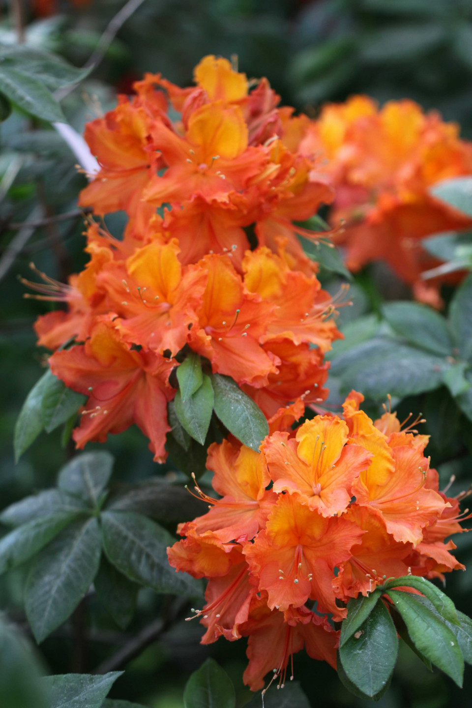 Latvijas pilsētās stāda jaunus rododendrus “Dziesmusvētki" - nra.lv