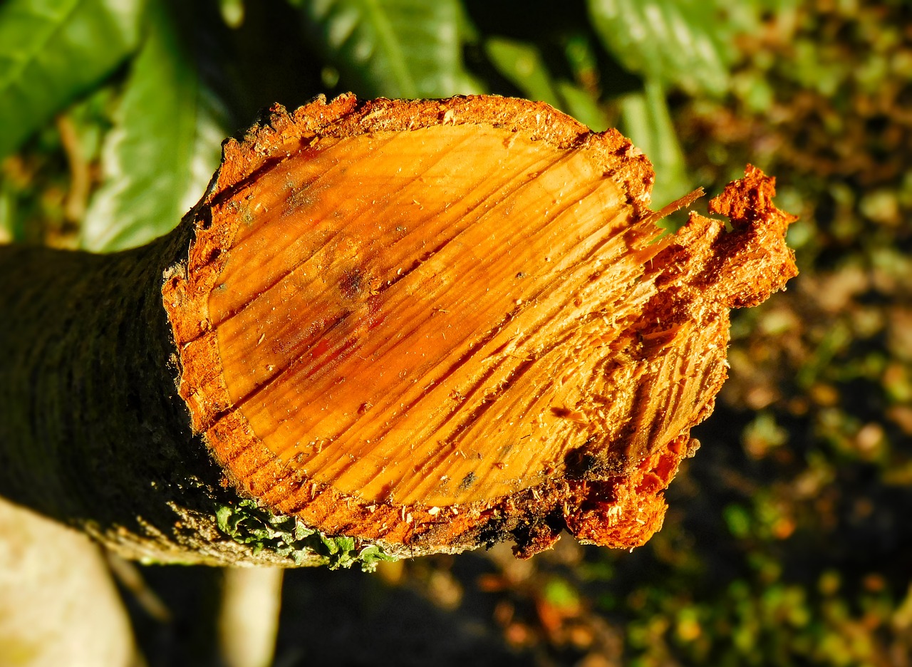 Lauztas priedes dēļ apgrūtināta satiksme uz Saulkrastu apvedceļa - nra.lv