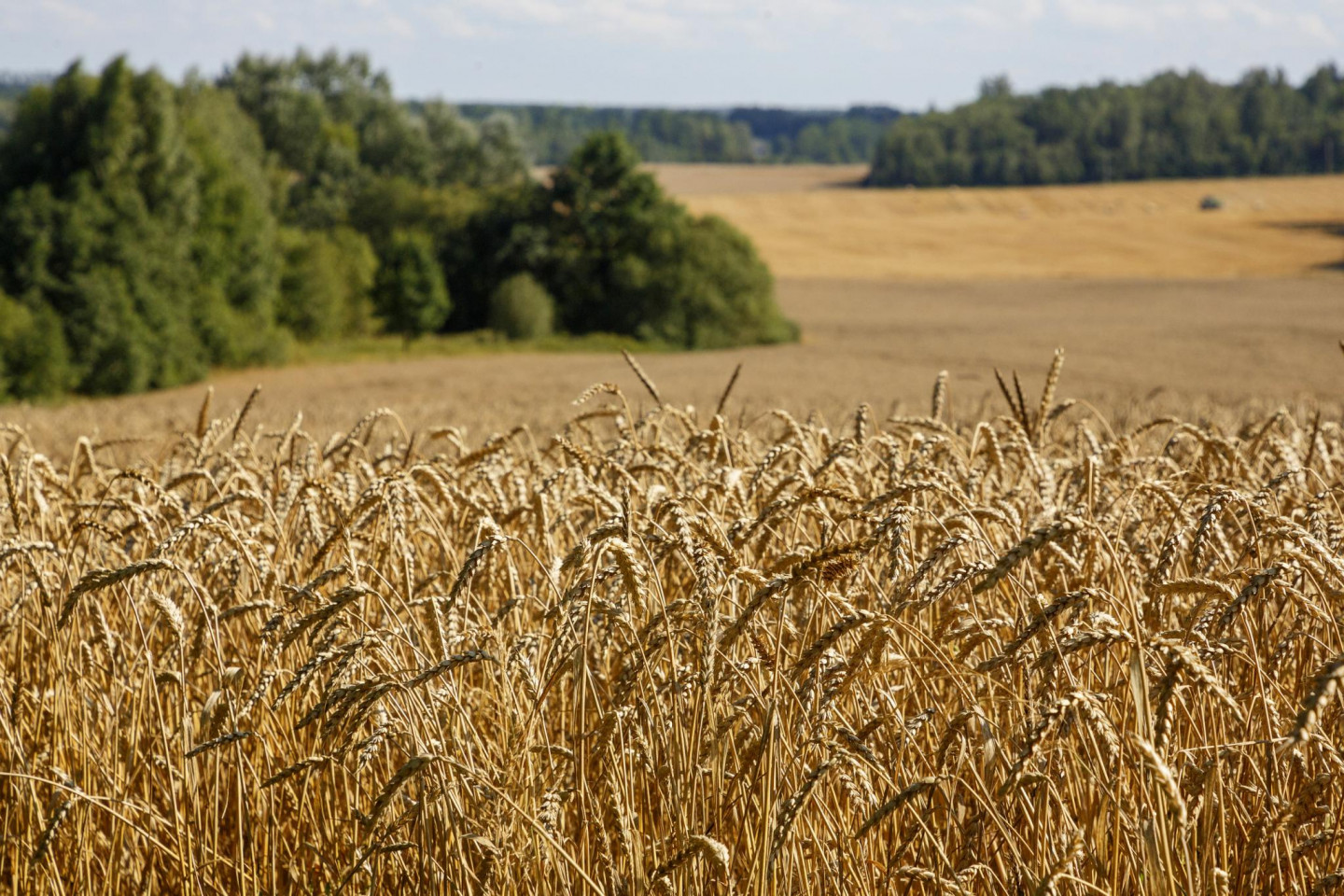 LAD: Graudkopjiem ir sausums un nebūs ražas, lopkopjiem nav siena un ...