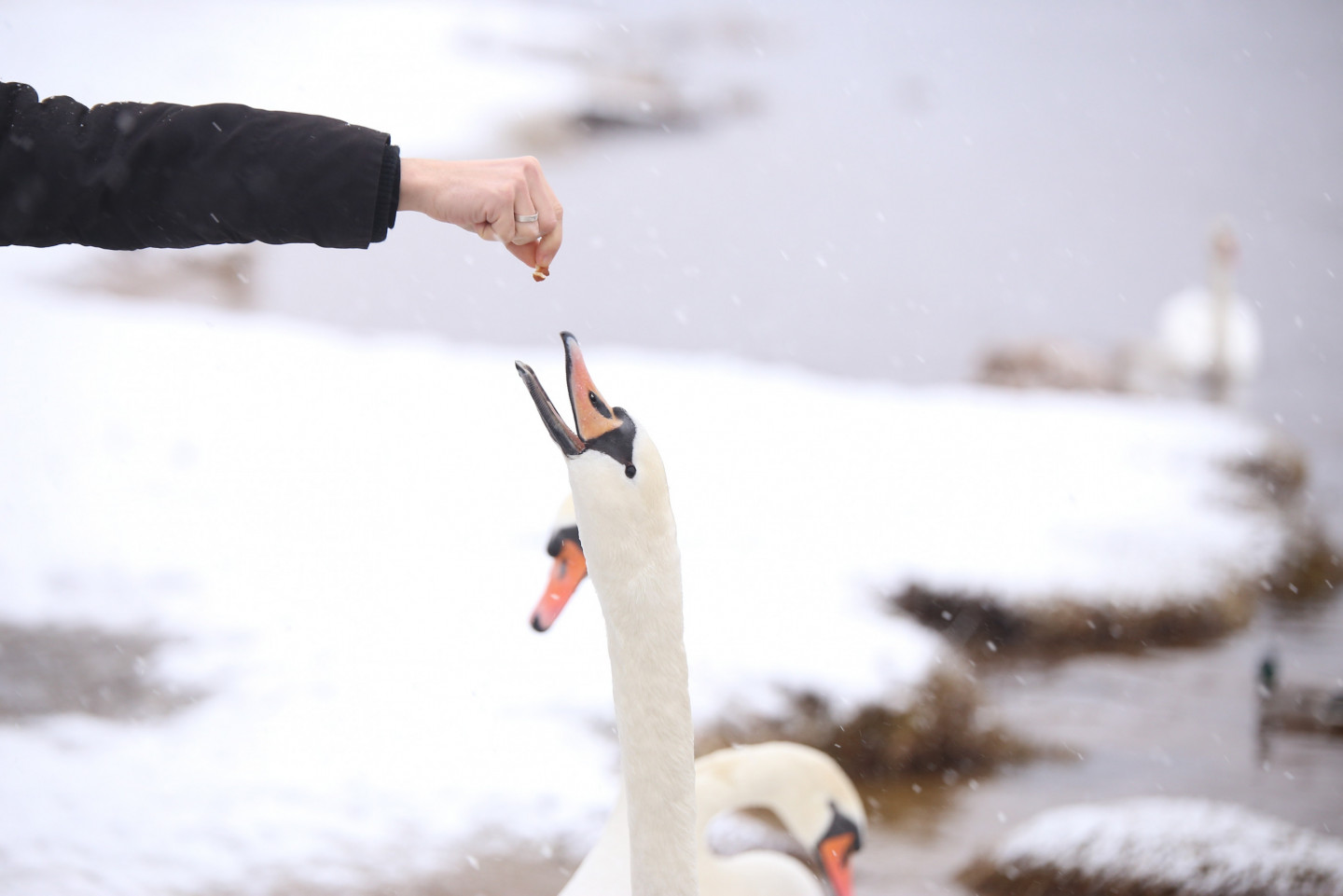 Kāpēc cilvēkus aicina nesteigties zvanīt glābējiem, ja ierauga ledū ...