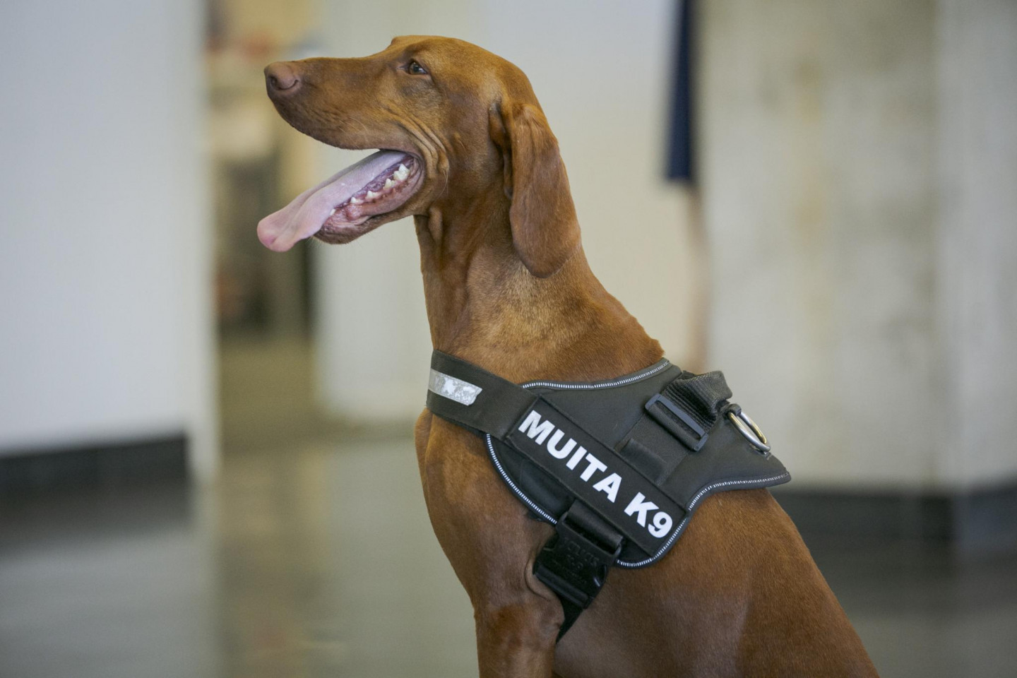 Jelgavā kinologs kopā ar dienesta suni kādā dzīvoklī atrod iespaidīgu ...