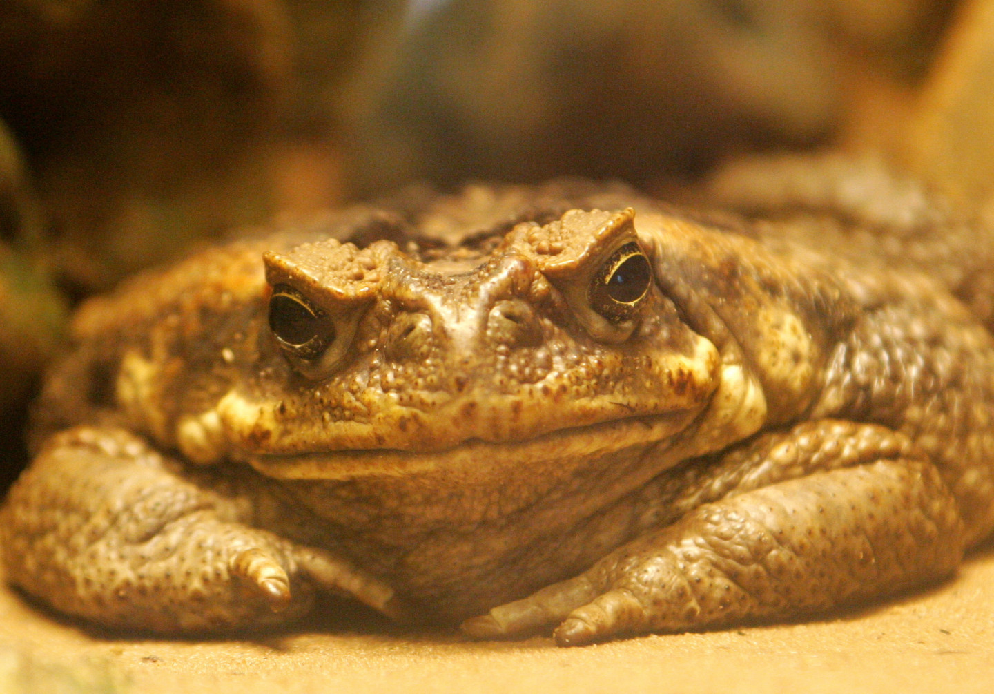 Turpināsies "Misija - Krupis. Izglāb princi!" - nra.lv