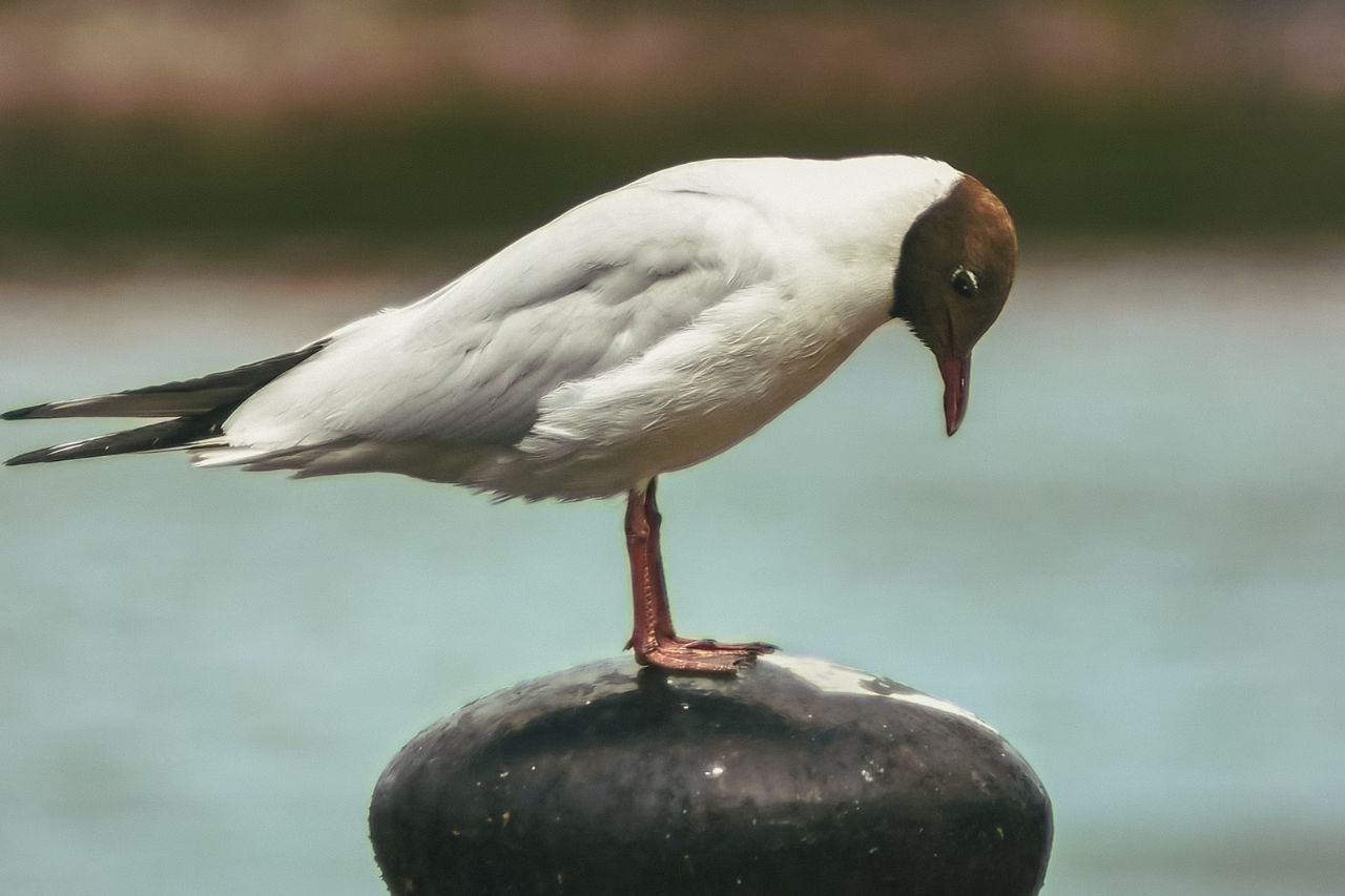 Valainis aicina reformēt Ostas policiju Rīgas brīvostā - nra.lv