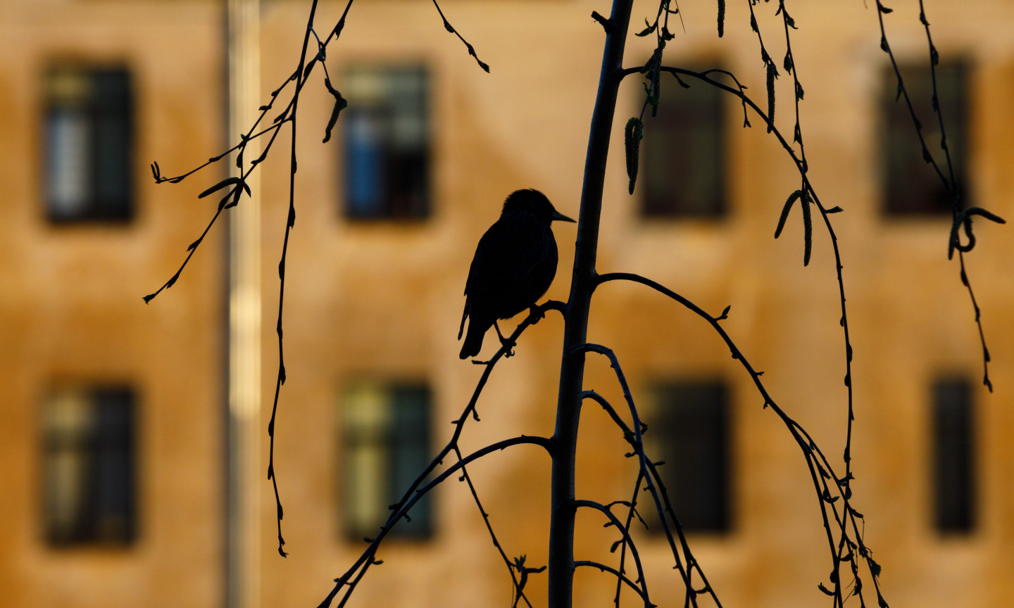 Izraudzīts 2025. gada putns - nra.lv