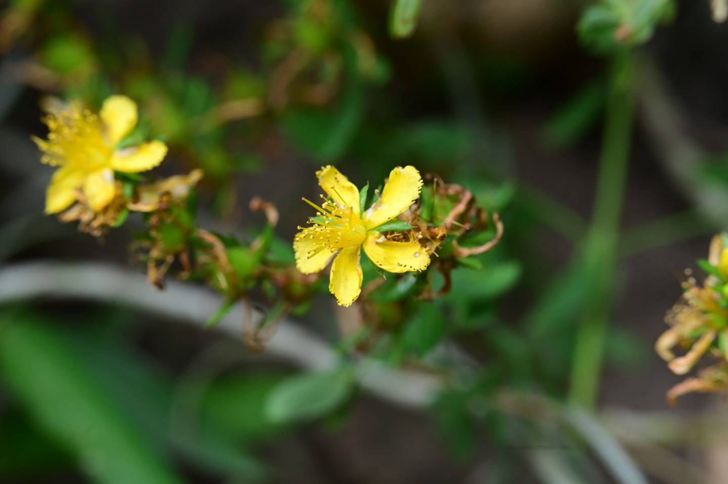 Izvēlēts 2025. gada augs - nra.lv