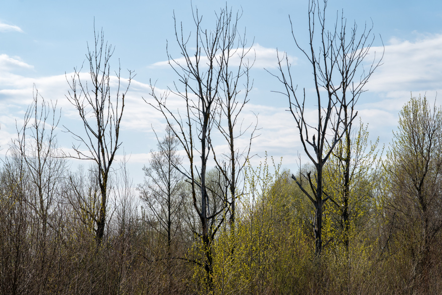 Labots 27.janvāra siltuma rekords - nra.lv