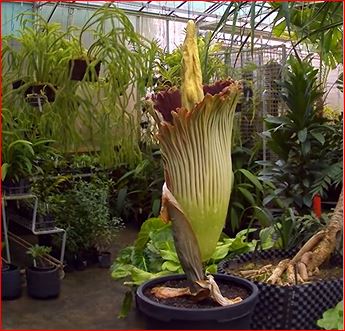 VIDEO. Tik skaists, tik liels, bet briesmīgi smird pēc līķiem - nra.lv