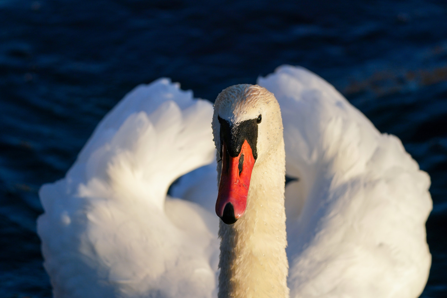 Gulbis uz Salu tilta rada sastrēgumu - nra.lv