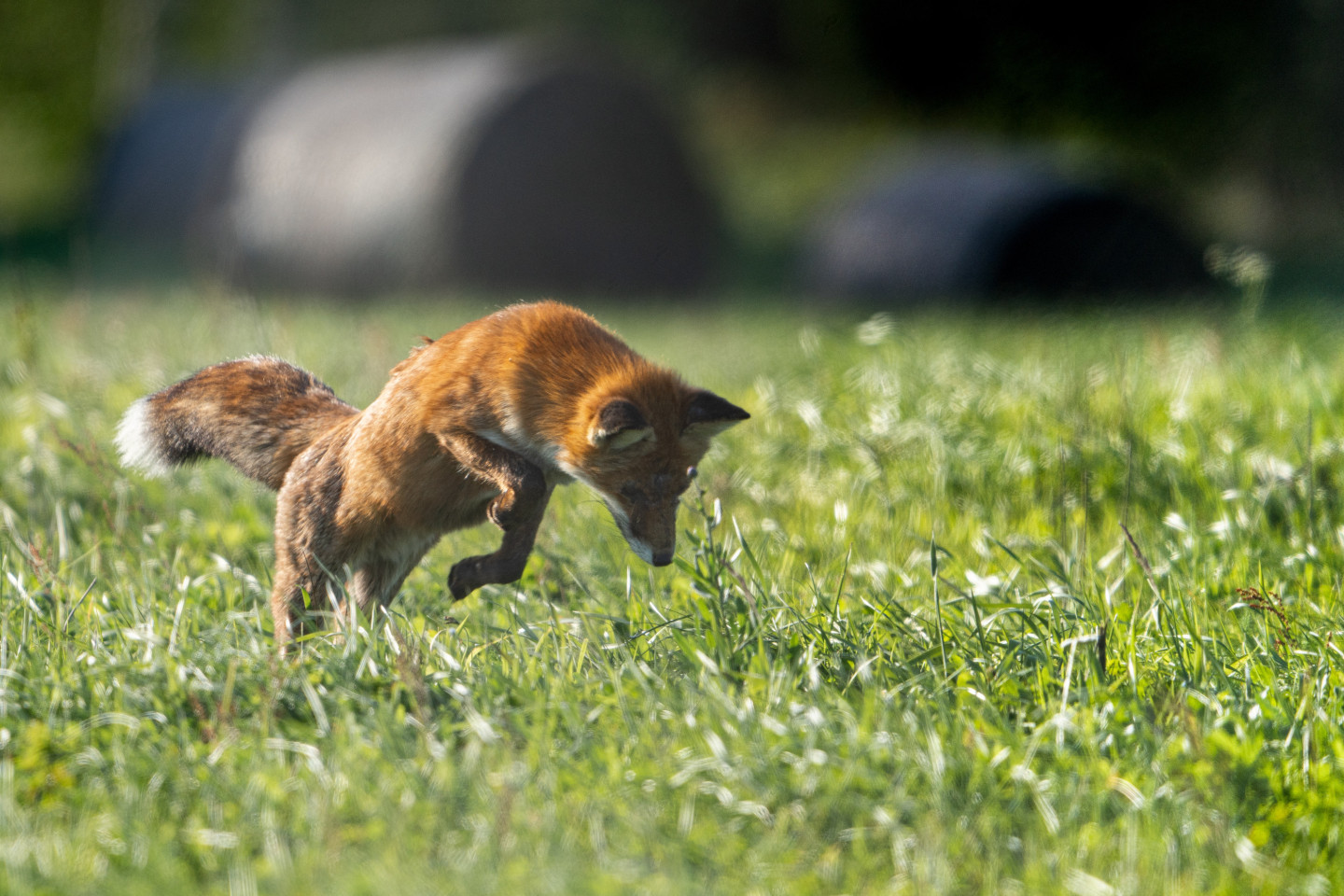 VIDEO. Lapsa pārvieto savus mazuļus uz drošāku vieu - nra.lv