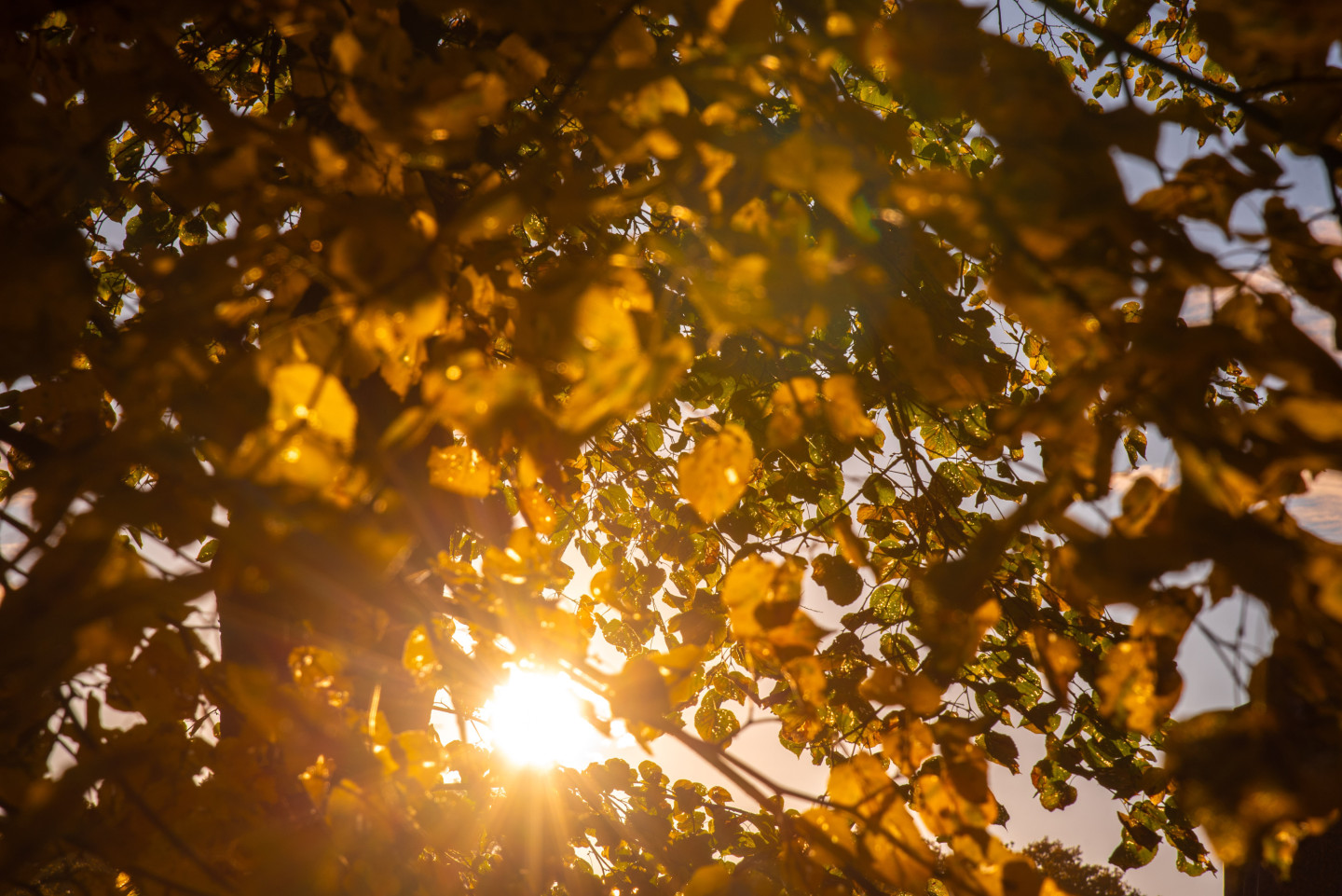 Kuru katru mirkli iestāsies astronomiskais rudens - nra.lv