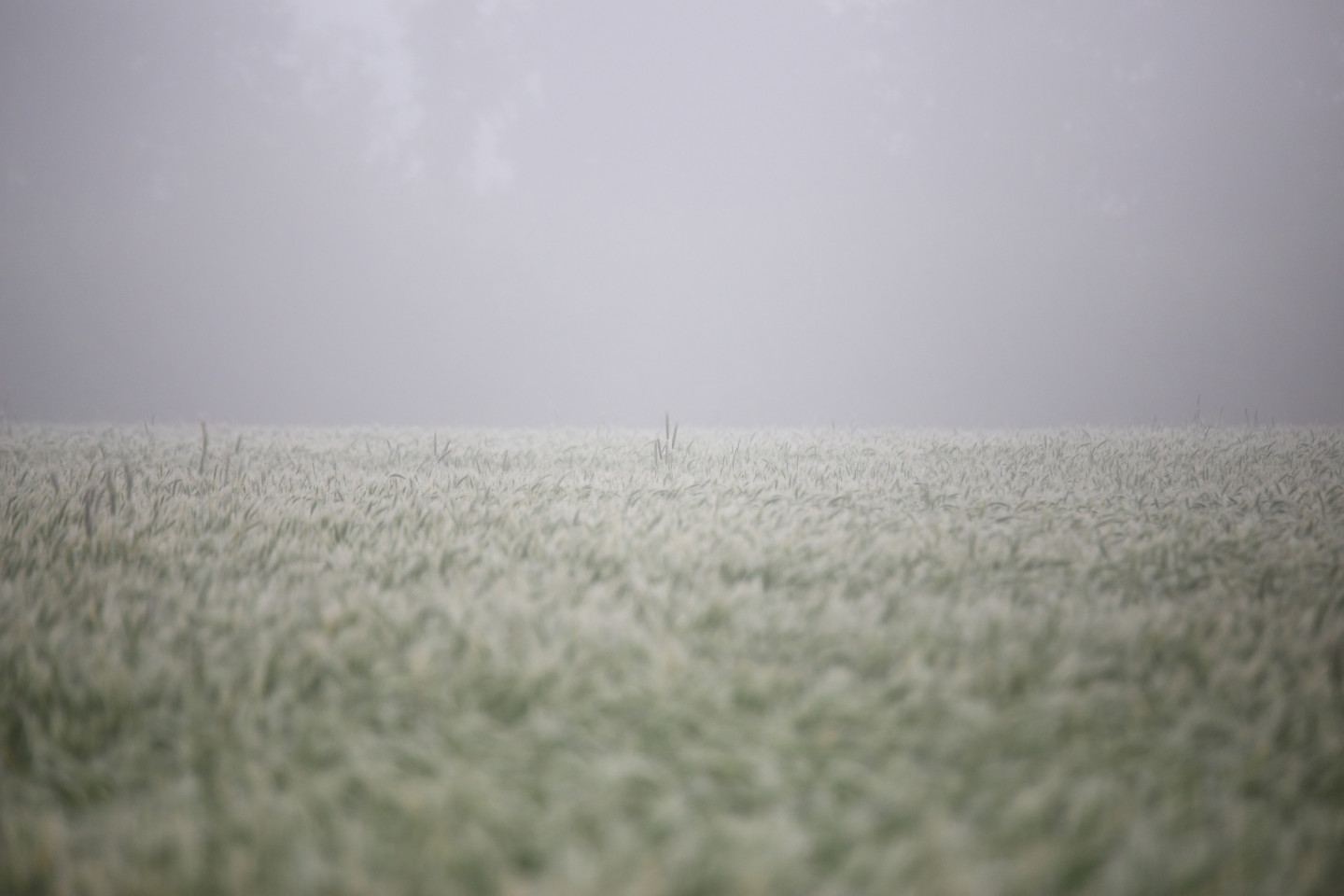 Laika prognoze: naktī uz svētdienu vietām Latvijā iespējama migla - nra.lv